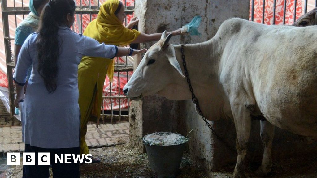 Eight held in India over calf slaughter - BBC News