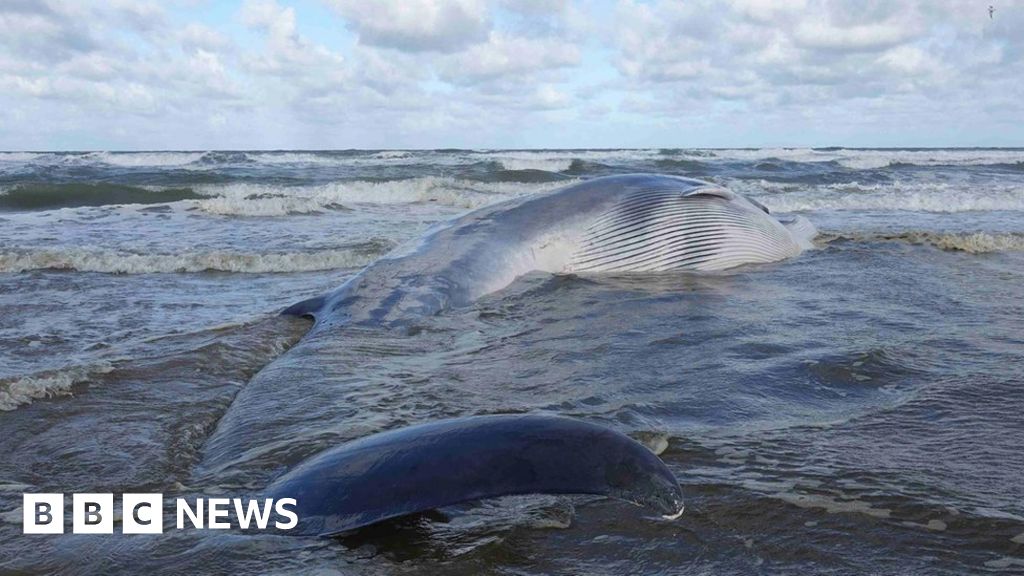 North Norfolk fin whale: Finding is 'really unusual' - BBC News
