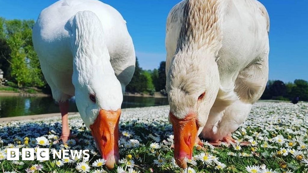 Cleethorpes: Goose dies after getting trapped in frozen lake - BBC News