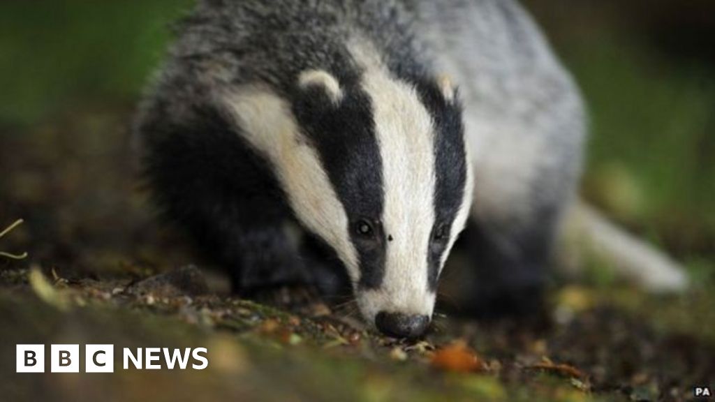'Fake science used to justify badger culls' - BBC News