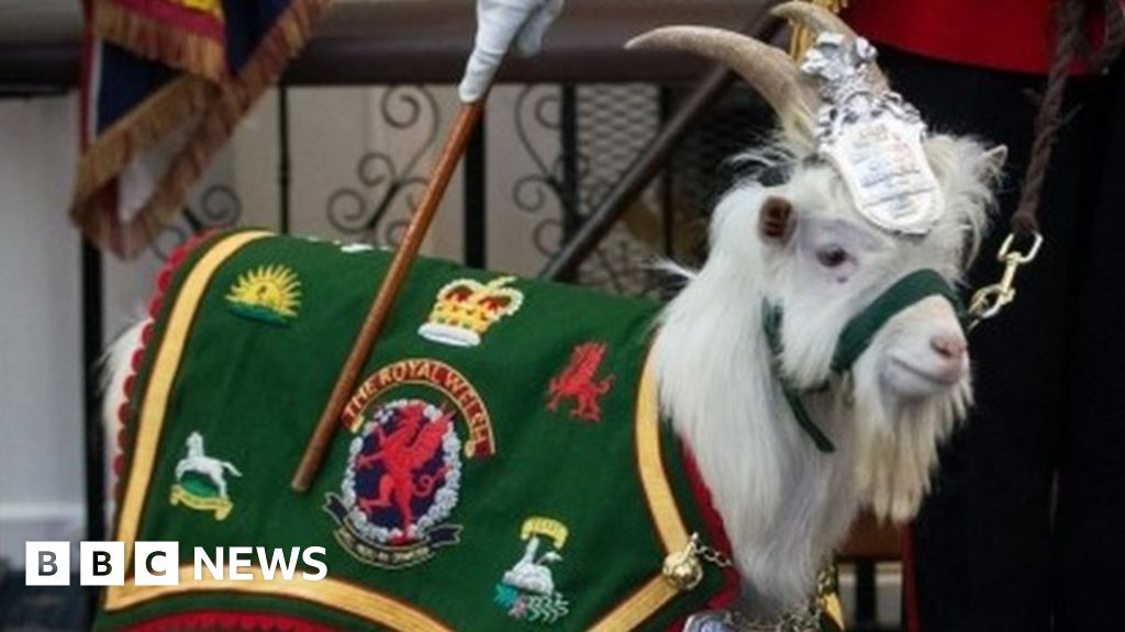 Royal Welsh appoints new regimental goat Fusilier Llywelyn - BBC News