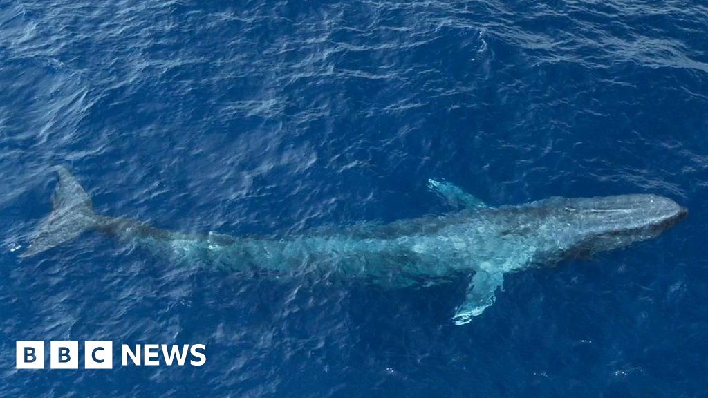 Drone footage shows blue whale off the Seychelles