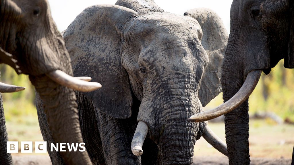 Trump puts elephant trophy imports on hold