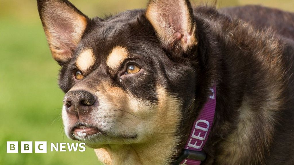 Hattie the Fatty: Formerly obese dog finds new home
