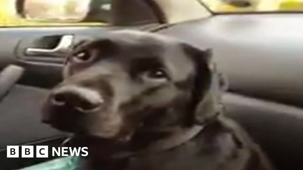 Guide dog and owner reunited in time for Christmas - BBC News