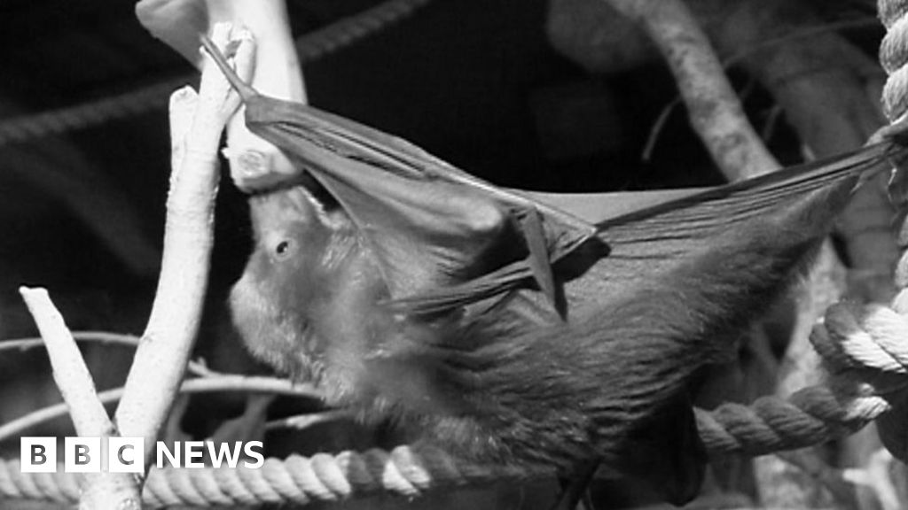 University of Warwick researchers help to protect bats - BBC News