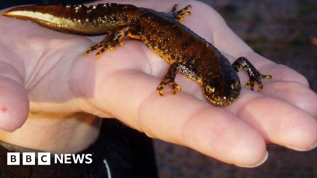 Water firm uses DNA test on pond water to detect newts - BBC News