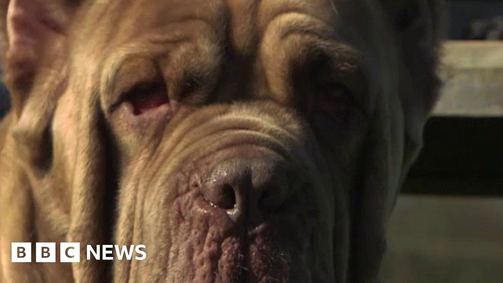 Dog ear cropping: 'It's affected him in so many ways' - BBC News