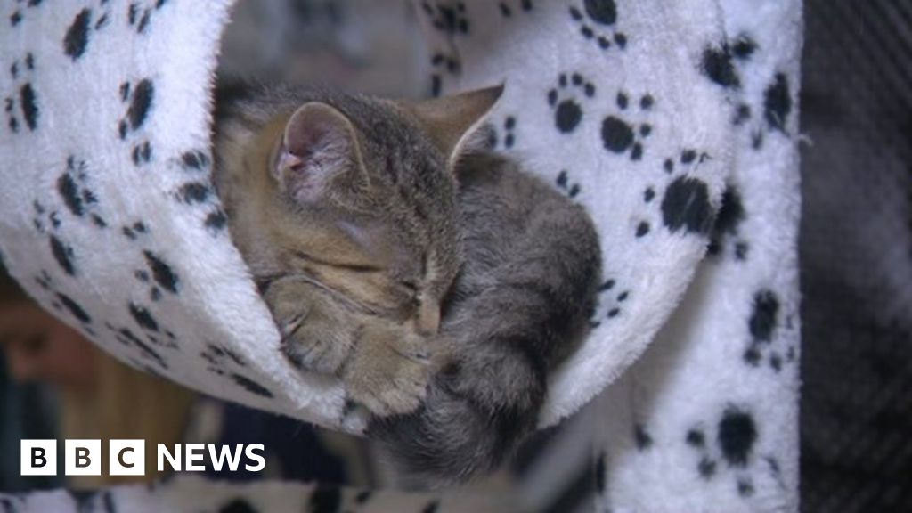 'Mog On The Tyne': Cat cafe craze reaches Geordie shores - BBC News