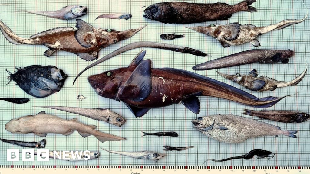 The strange deep sea creatures off Scotland's coast