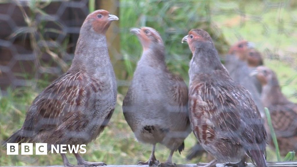 Childhood memory inspires return of grey partridge to NI - BBC News