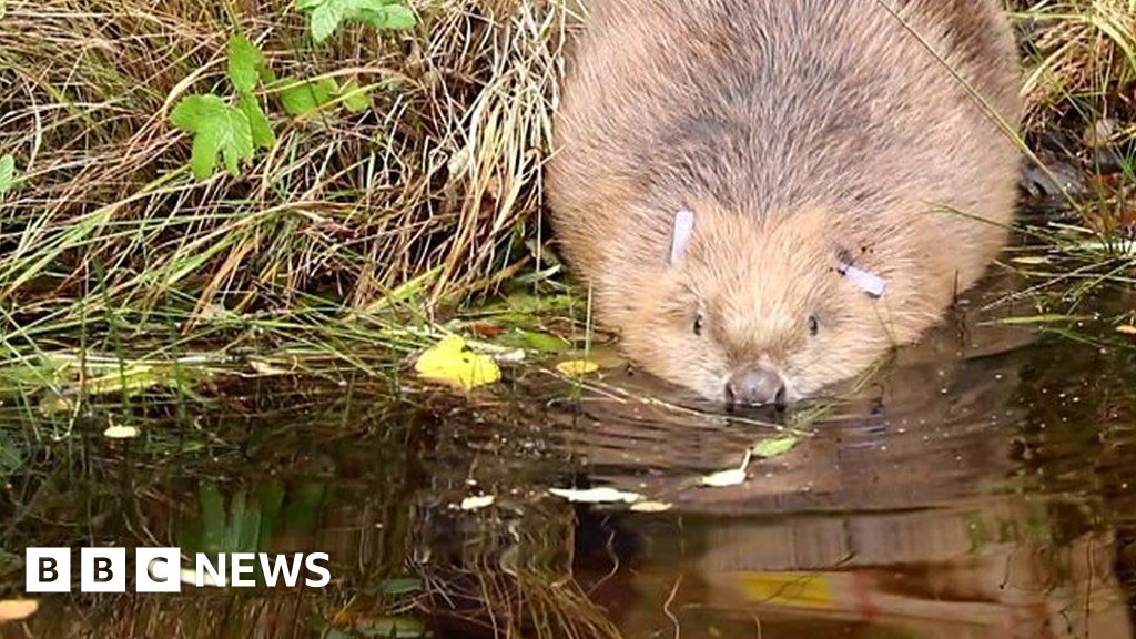 Three beavers released into the wild