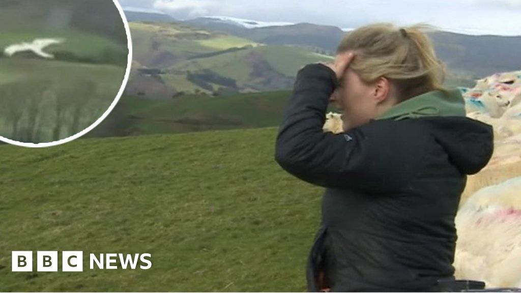 Rare 'white red kite' is spotted by Abercegir farmer - BBC News