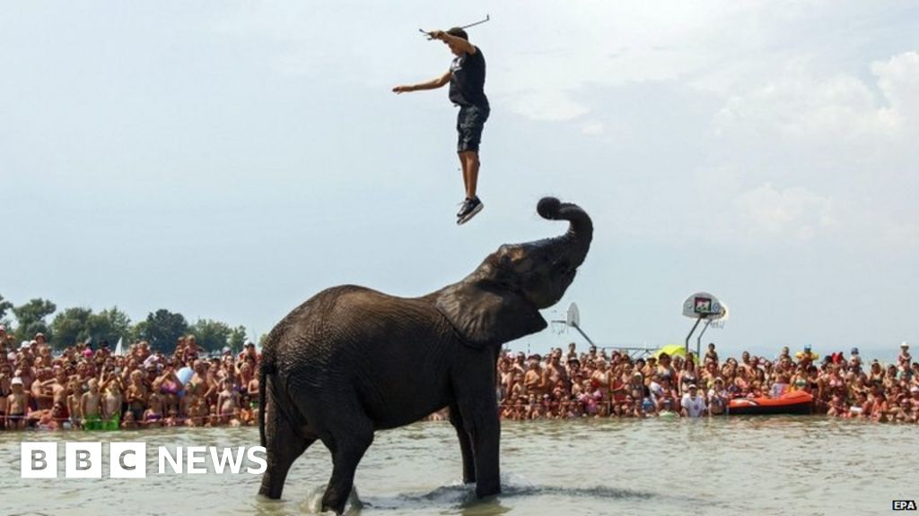Caption Challenge: Elephant and gymnast - BBC News