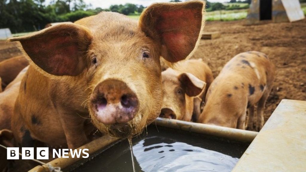 Pig welfare at risk as CO2 shortage bites food industry - BBC News