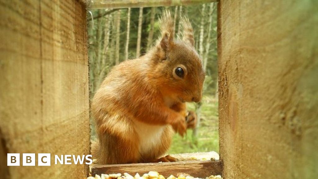 Red squirrels 'winning battle with greys' in Aberdeen woods - BBC News