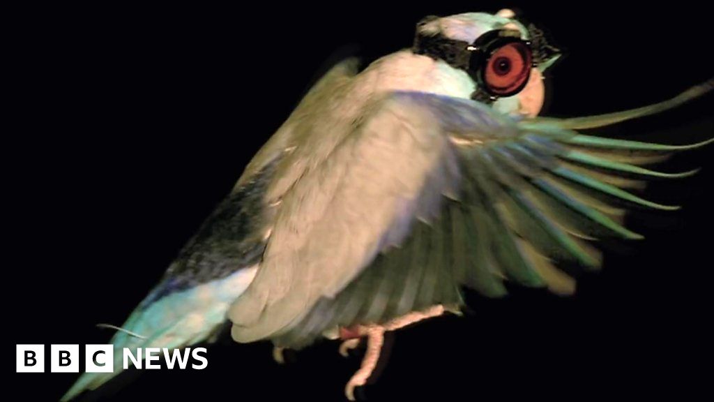 Lasers give insight into bird flight and other tech news - BBC News