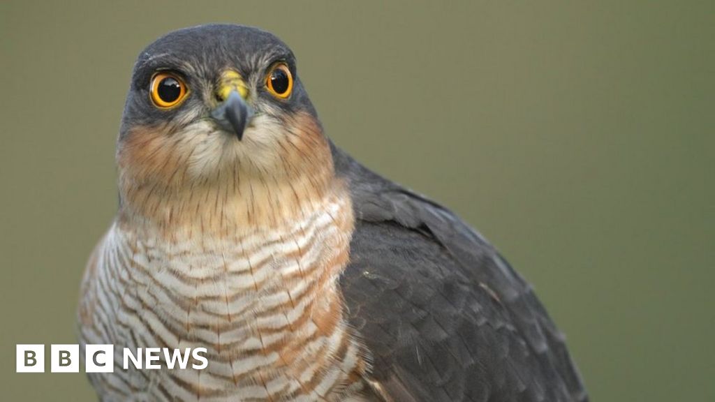 City sparrowhawks make 'better breeders' than rural birds - BBC News