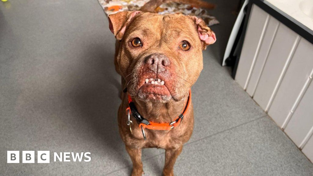 'Unphotogenic' dog waits six months to be rehomed - BBC News