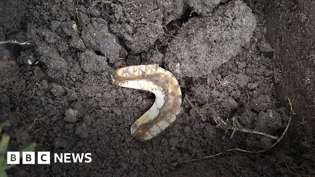 Rare false teeth found by detectorists - BBC News