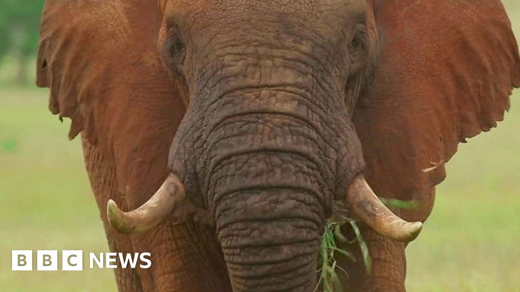 How should we protect endangered species? - BBC News