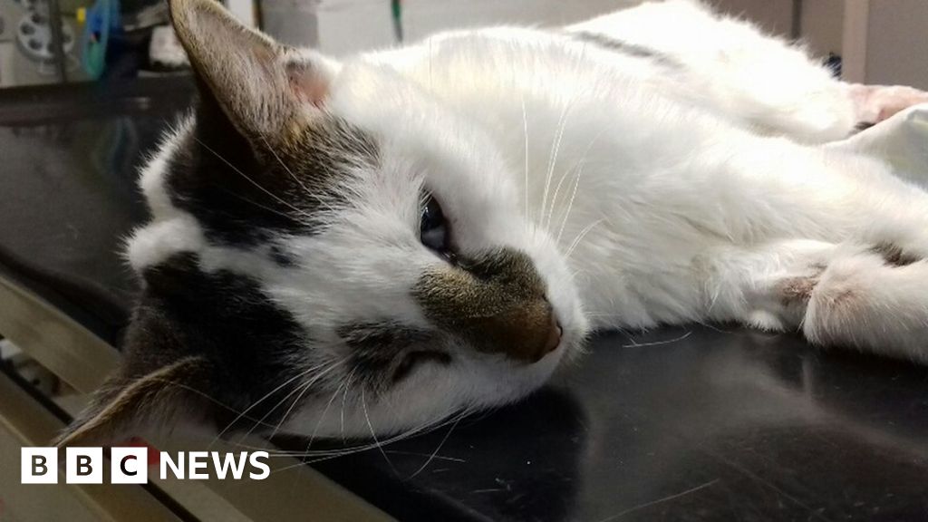 Cats' injuries in Dalmally 'could be caused by snares'