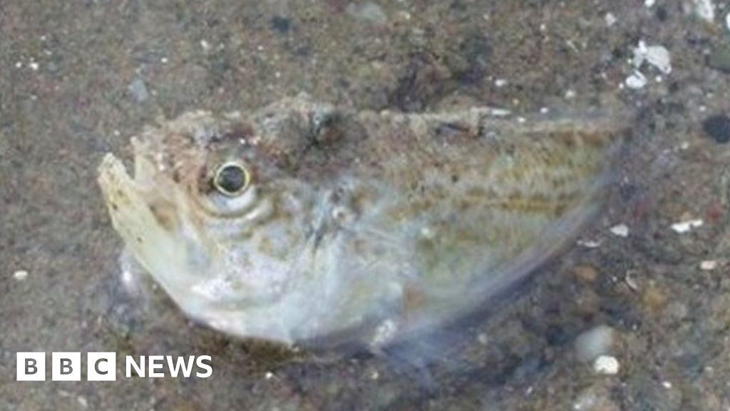 Warning after venomous fish spotted in Ayrshire - BBC News