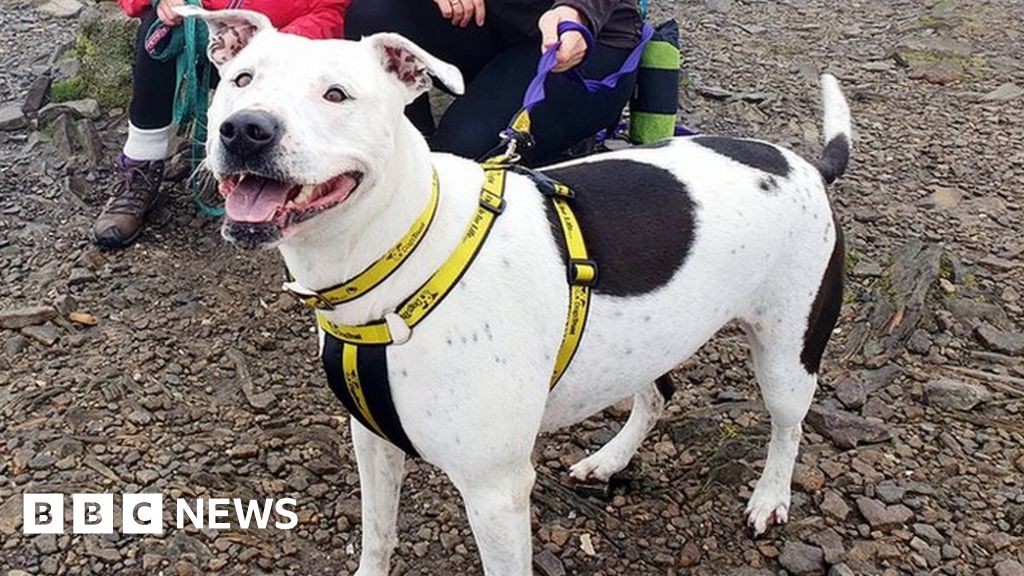 Leeds dog waiting for new home climbs Ingleborough with charity staff ...