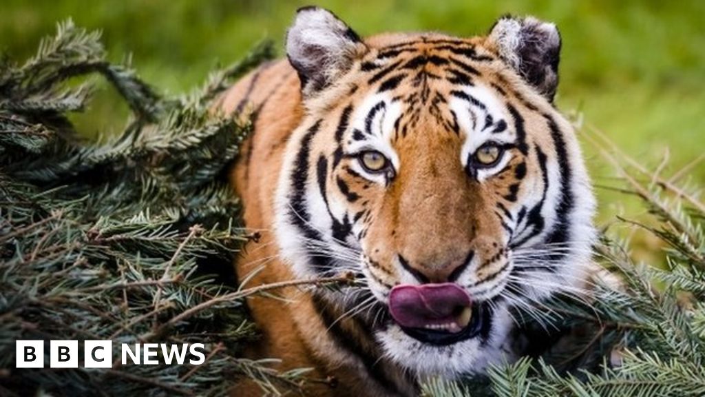 Tiger numbers show increase for first time in a century - BBC News