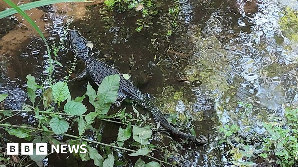Ipswich: Officers in snappy response to baby crocodile sighting