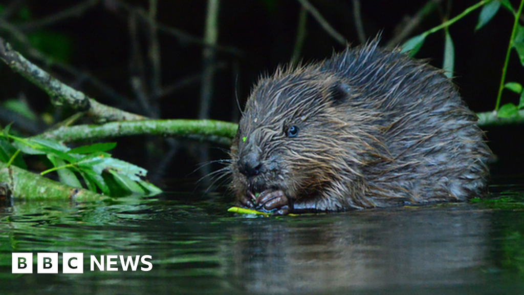 River Avon wild beaver family sighting 'extremely significant' - BBC News