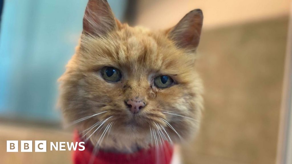 Drowning Doncaster cat saved after being thrown from car - BBC News