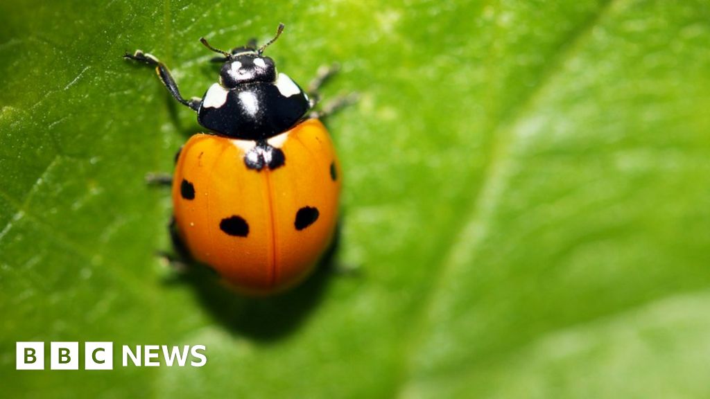 Oxford English Dictionary to feature East Anglian bug terms - BBC News