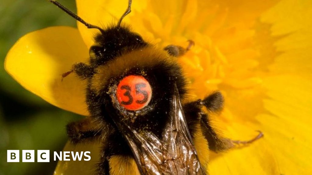 'Licence plated' bees released to find top London spot - BBC News