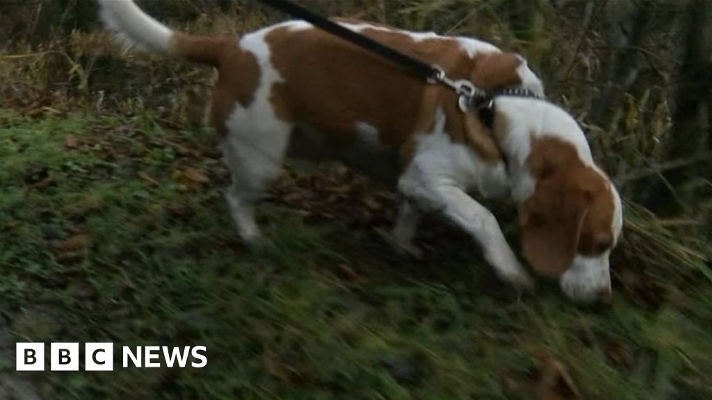 Rise in reported dog thefts across Wales - BBC News