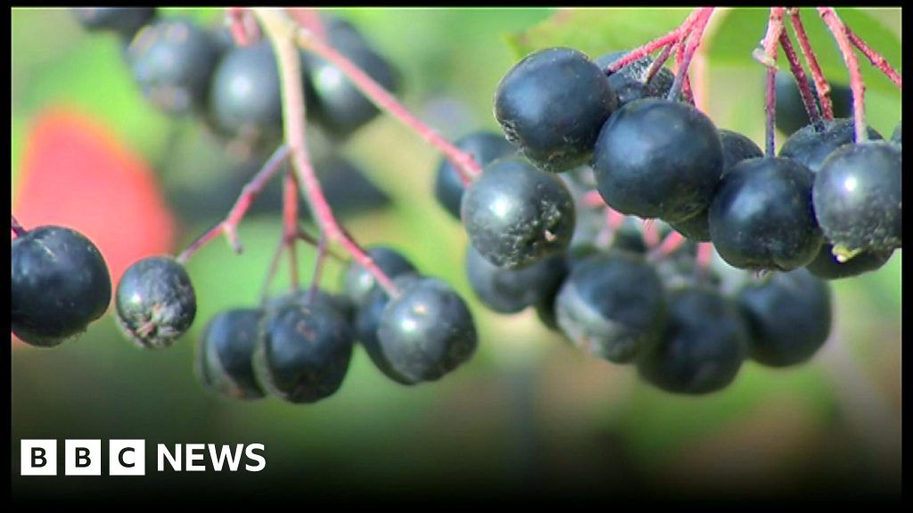 Ash farmer's aronia berry appeal to health-conscious - BBC News