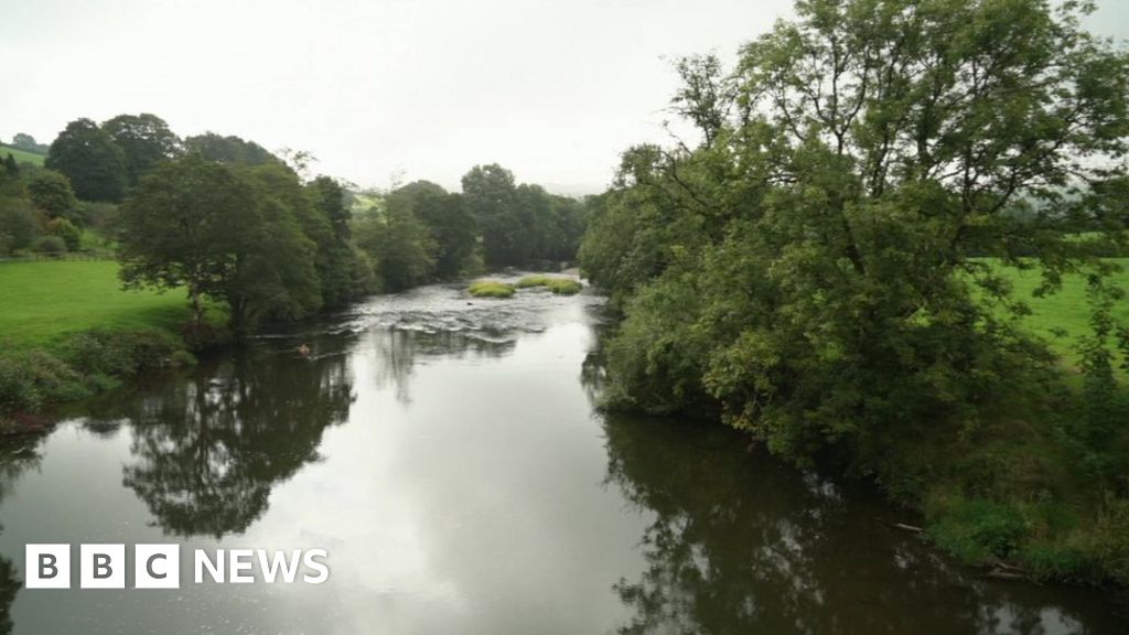 New woodlands created in tree planting drive - BBC News