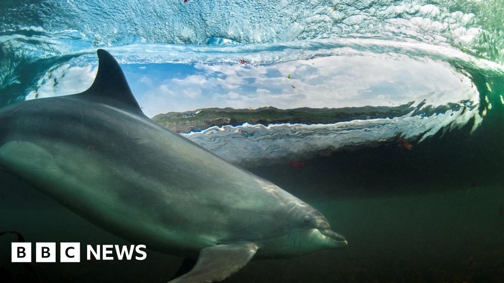 People urged to record dolphin sightings in Devon and Cornwall - BBC News