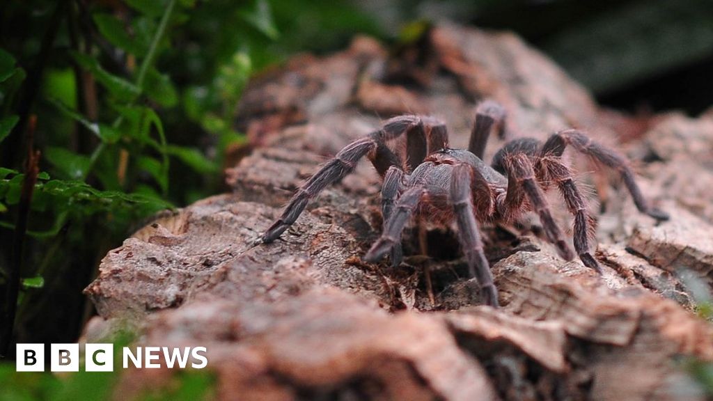 Chester Zoo breeds Montserrat tarantulas in world first - BBC News