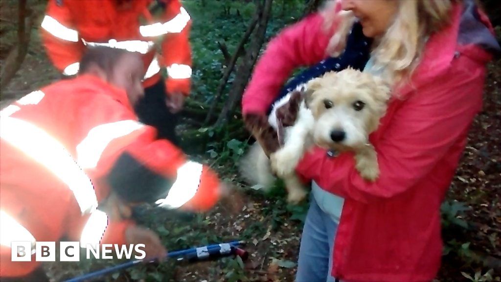 Jack Russell rescued from a disused badger sett - BBC News
