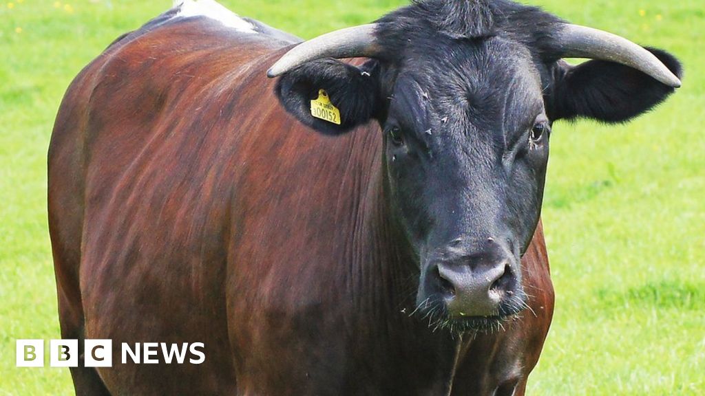 Gloucester cattle breed at increased risk of extinction