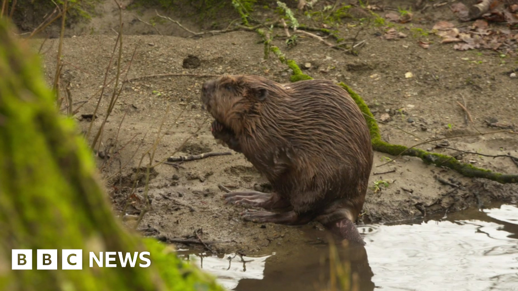 First Plymouth beaver for 400 years gets companion - BBC News
