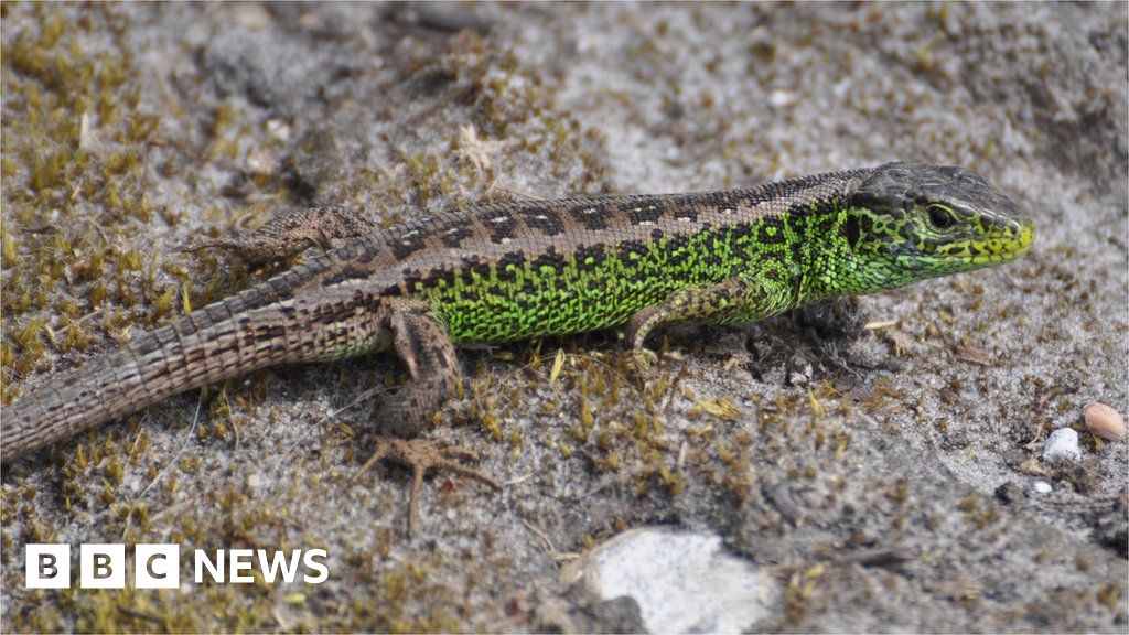 Rare reptiles lured away from Bournemouth A338 roadworks - BBC News