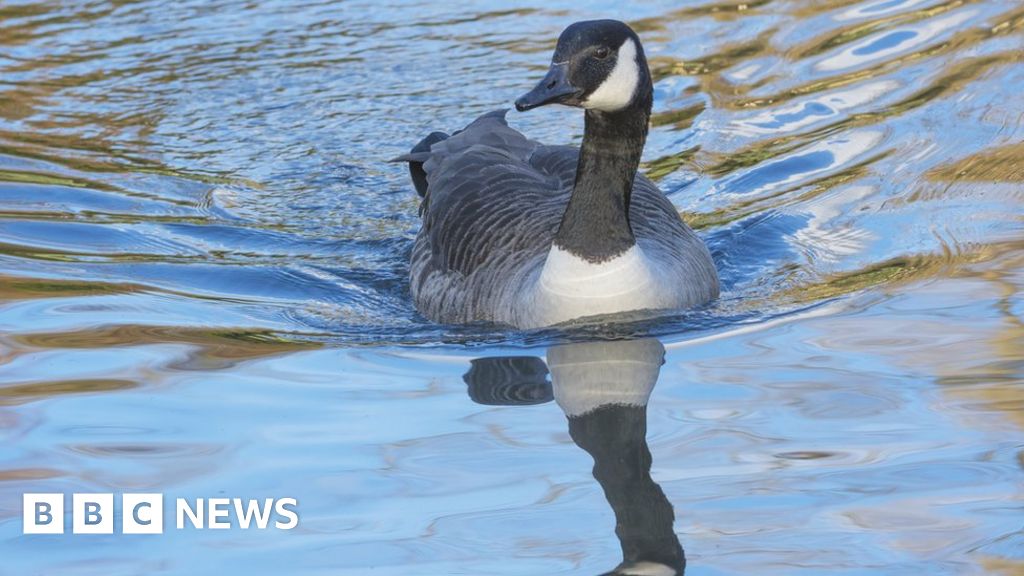 Bird flu confirmed in Wolverhampton's goose population - BBC News