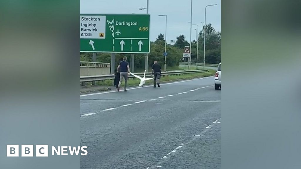 A66 motorists brought to a standstill by swan - BBC News