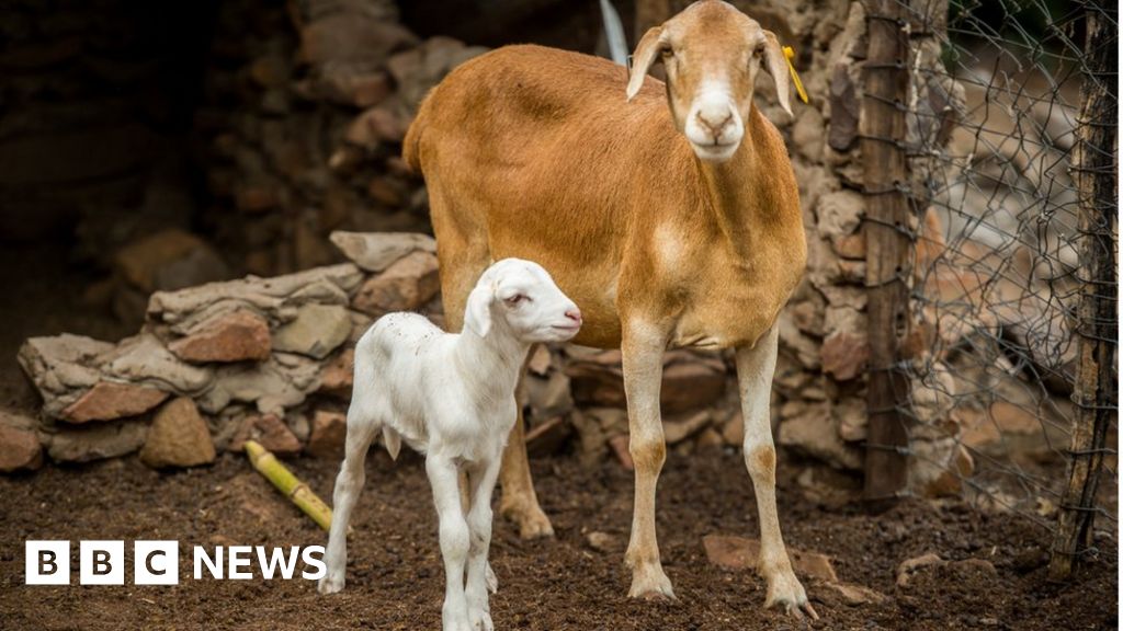 African Damara sheep breed new to UK 'looks like goat'