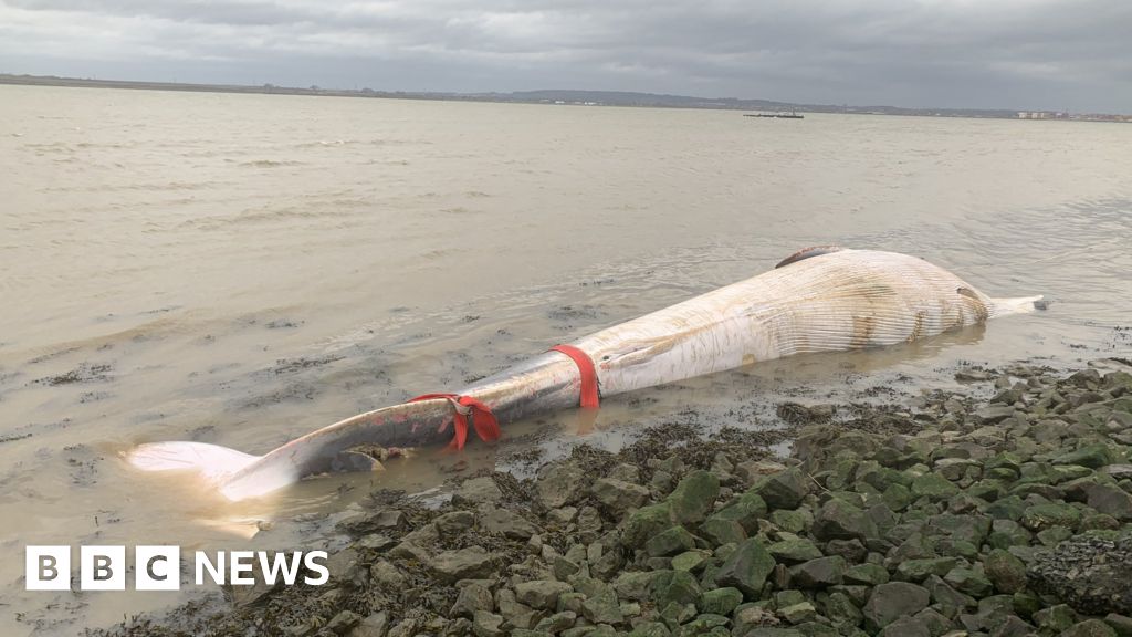 Kent: Public told to keep their distance as whale washes ashore - BBC News