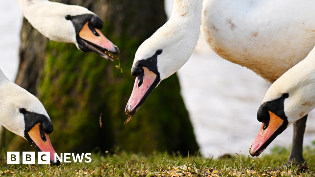 Worcester's annual Christmas swan-feeding event to take place - BBC News