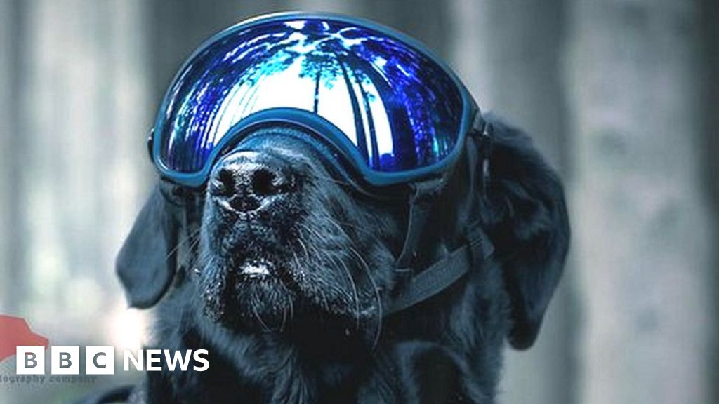 Finn's Law: Search dog Max saves lives; who protects his? - BBC News