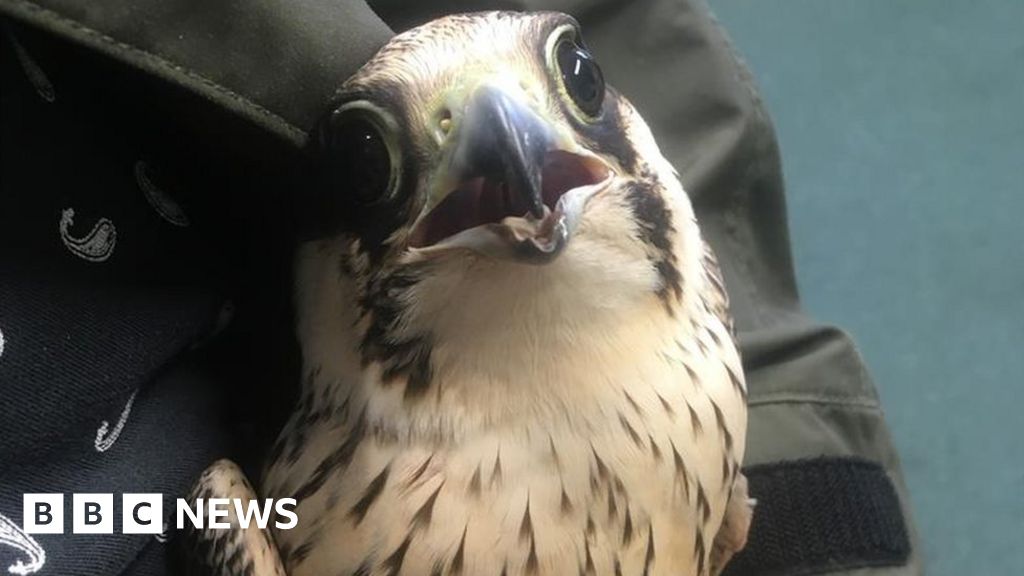 Appeal over Ipplepen peregrine falcon shooting - BBC News